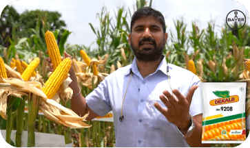 Dekalb 9208 – Information On the New Maize Seed: Maize Seeds - Bayer