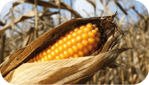 Corn Farming in India | Hybrid Seeds & Pesticides for Corn