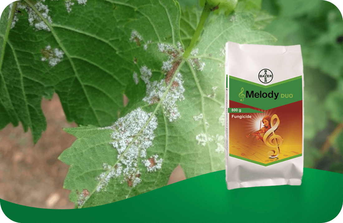 Melody Duo Fungicide is for Grapes, Potatoes, & Tomatoes Crops