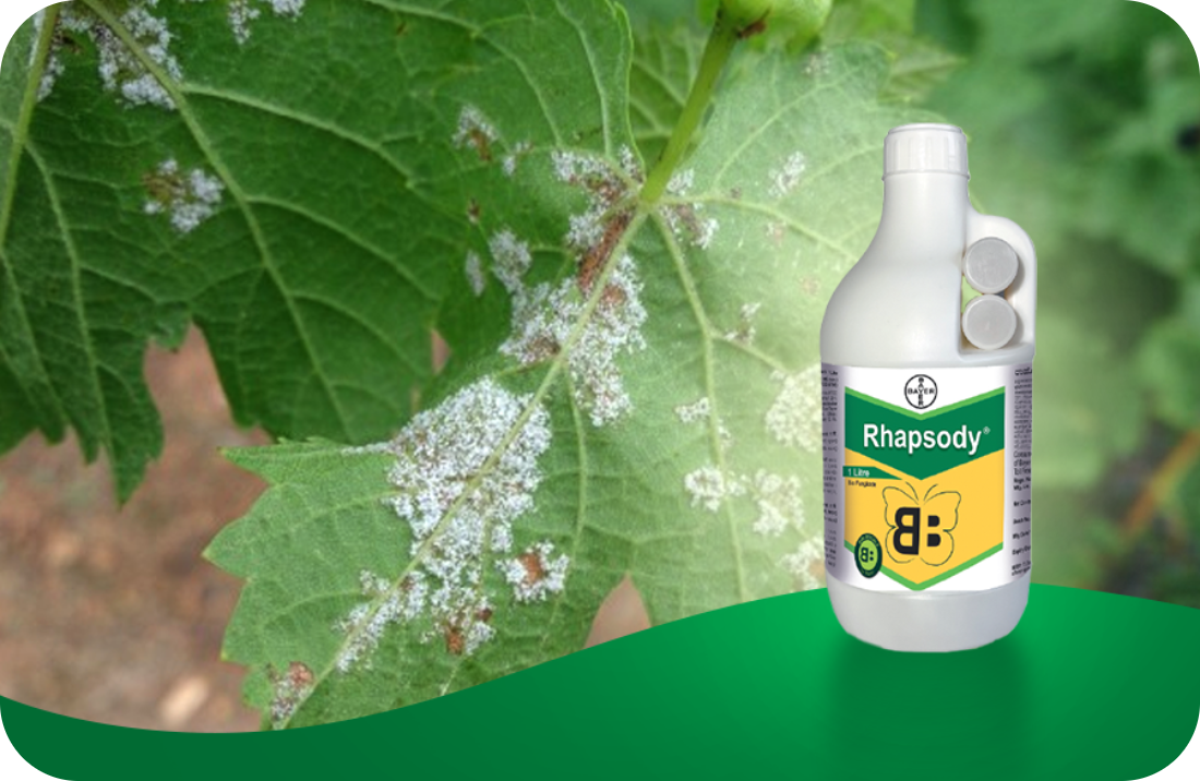 Rhapsody Biofungicide | Best Organic Fungicide for Crop Health