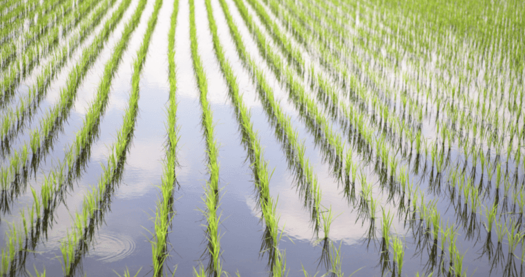 How to grow Direct Seeded Rice (DSR)? - Bayer
